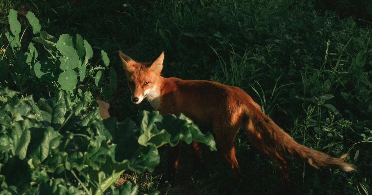 Reiki For Animals - A Guide For Animal Lovers